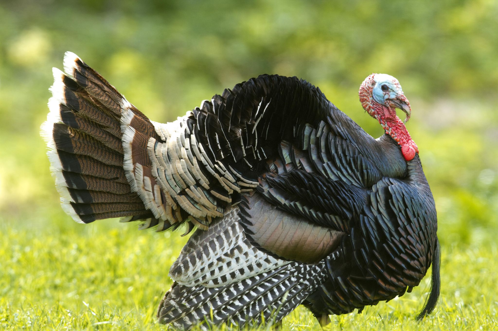 Can Turkeys Fly? - Foxy 107.1-104.3